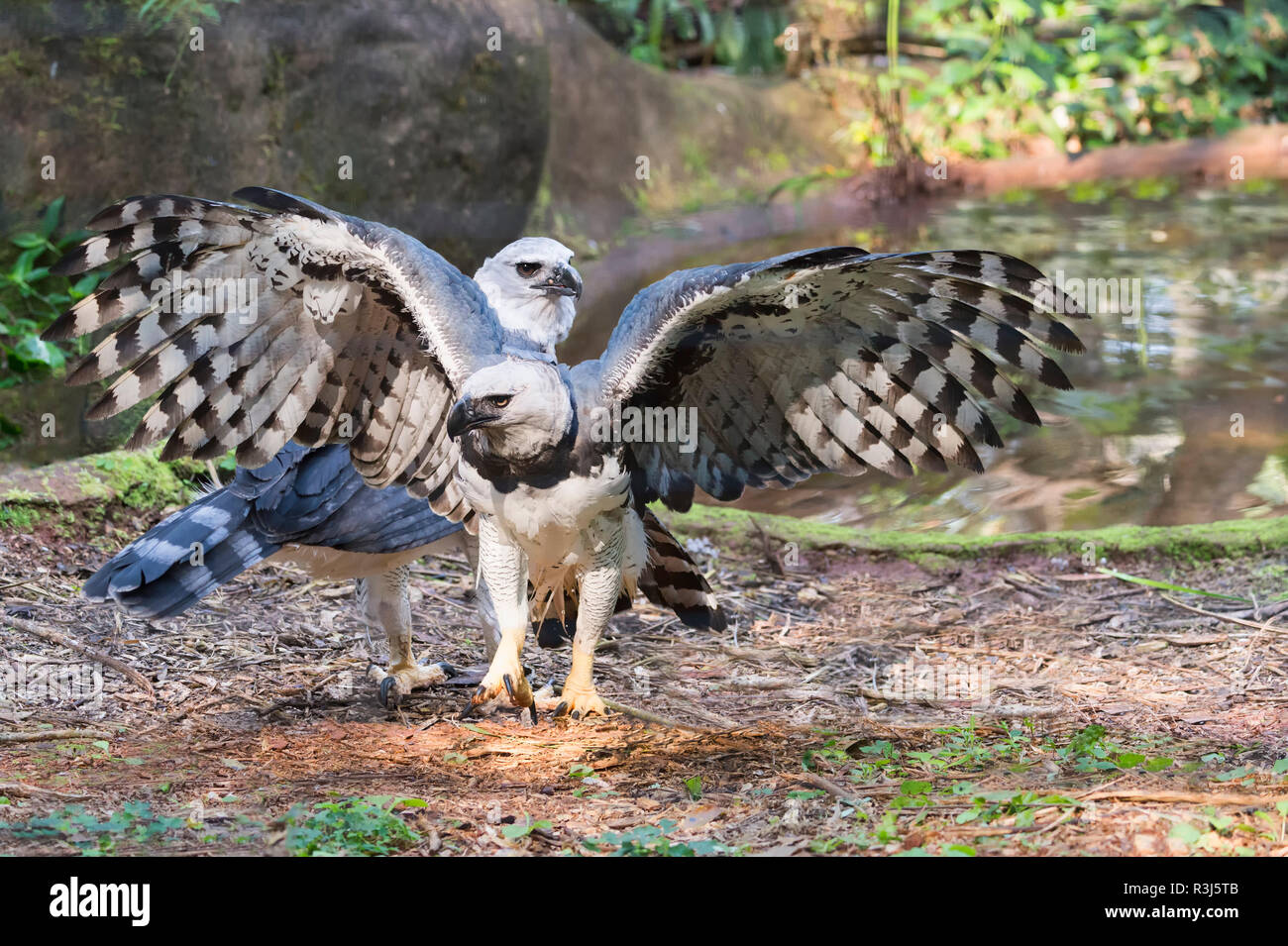 Couple of Harpy Eagles (Harpia harpyja) on the ground, Brazil Stock Photo - Alamy