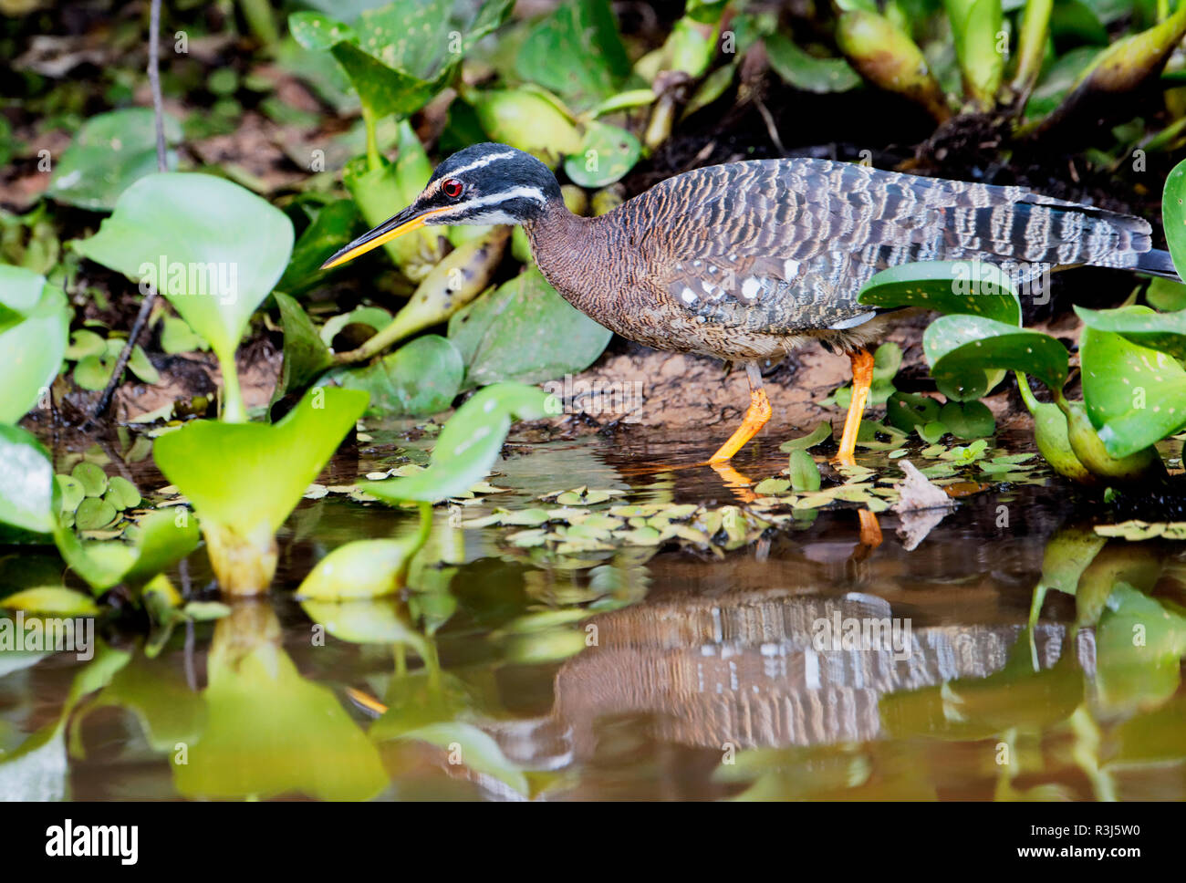 Sunbittern (Eurypyga helias) in mangrove, Pantanal, Mato Grosso, Brazil Stock Photo - Alamy