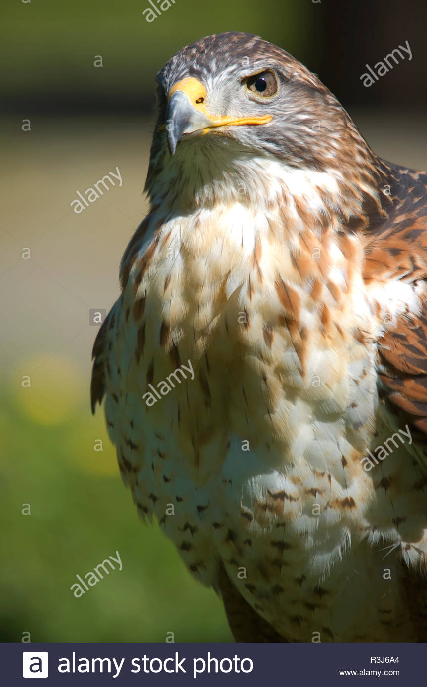 Jagd High Resolution Stock Photography and Images - Alamy