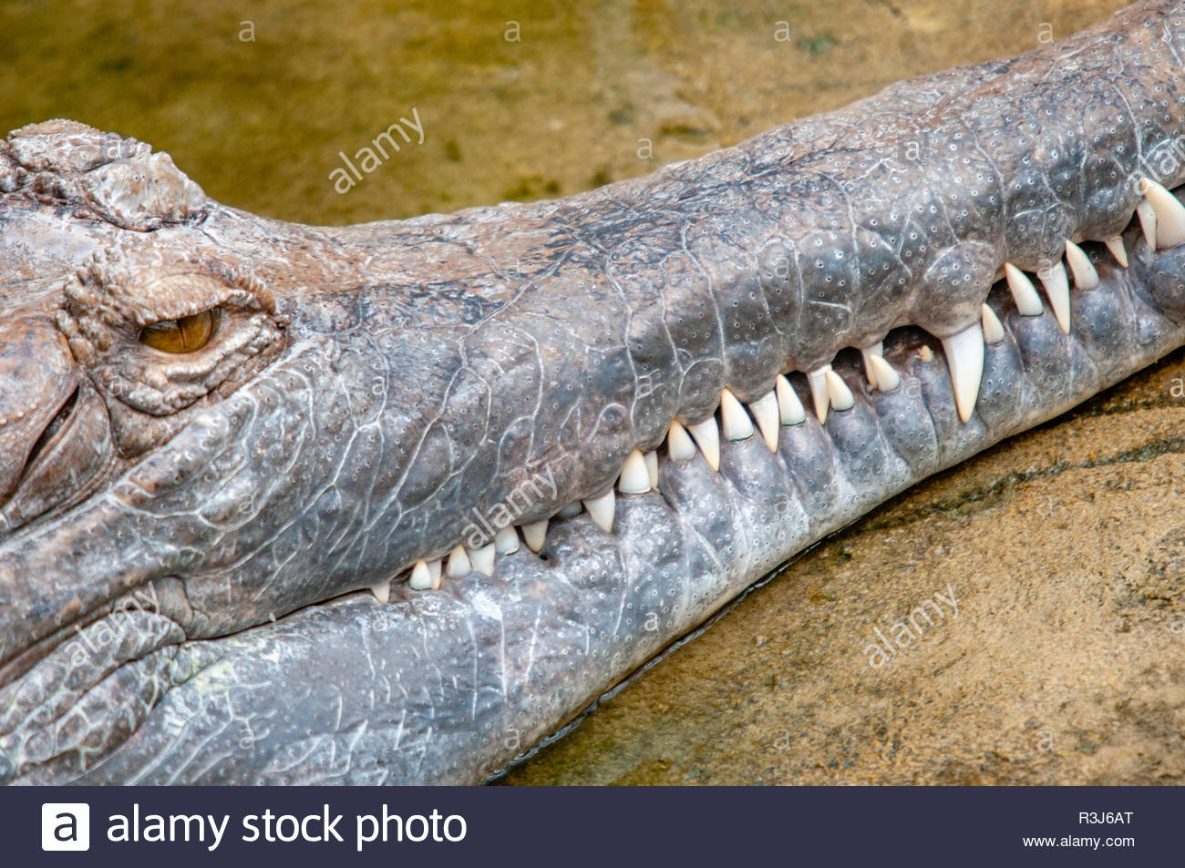 Dinosaurier High Resolution Stock Photography and Images - Alamy