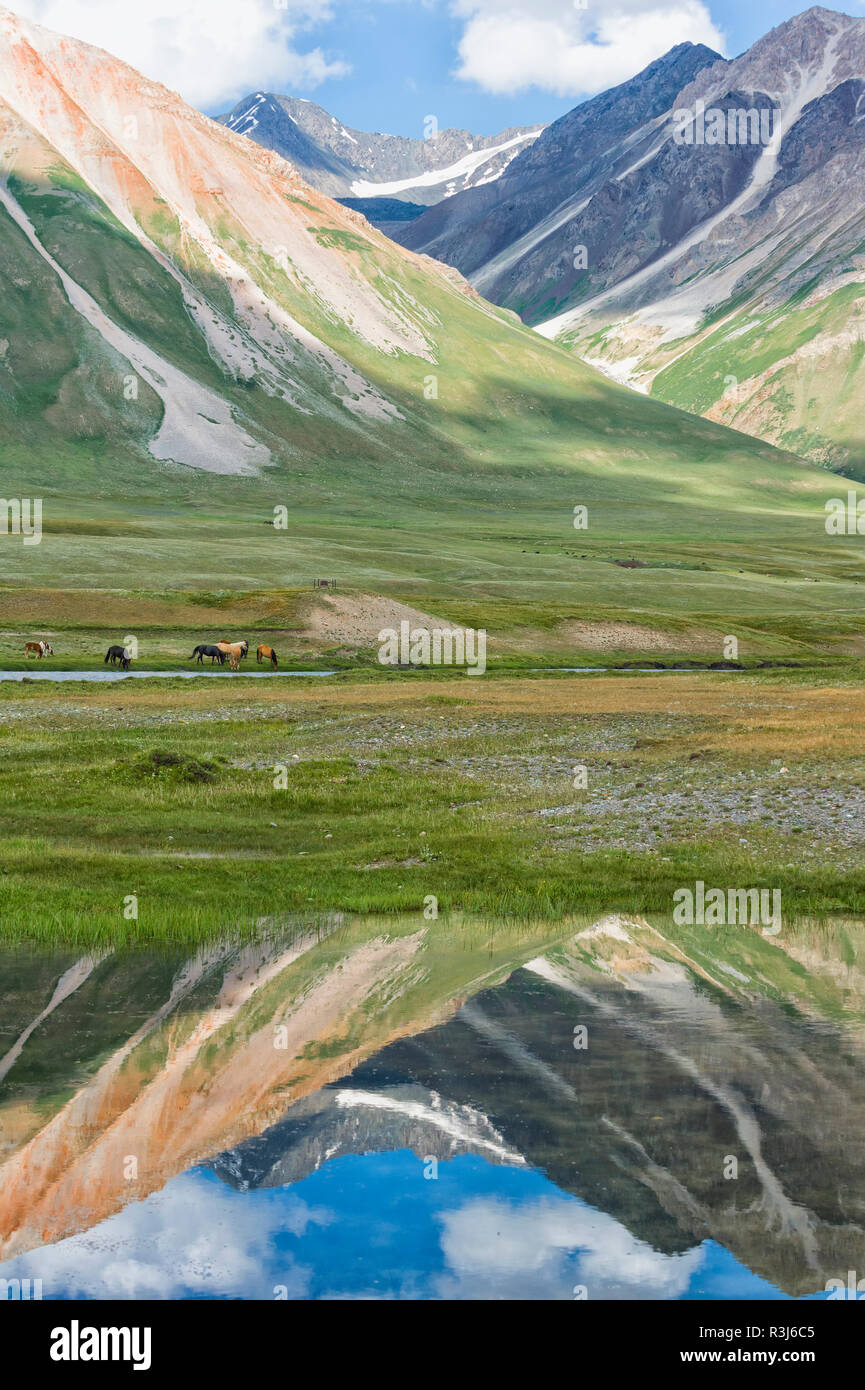 Flock of Horses (Equus) on a meadow, mountains reflecting in water ...