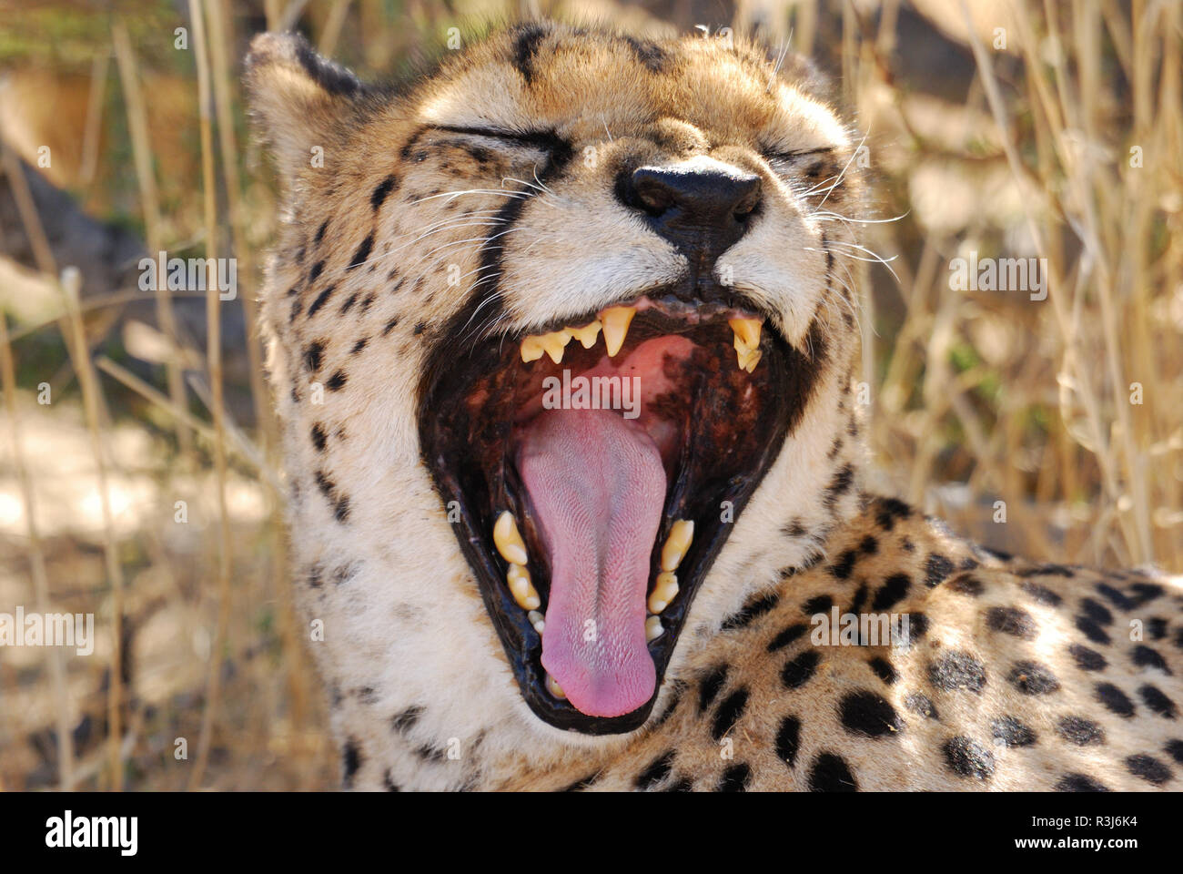 Boring cat hi-res stock photography and images - Alamy
