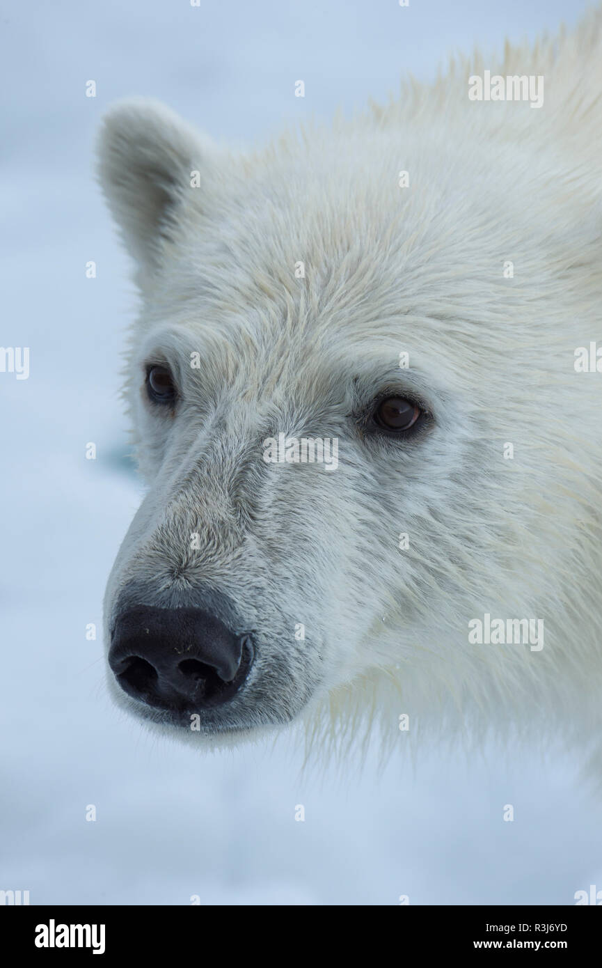 Polar Bear, portrait, Svalbard Archipelago, Norway Stock Photo - Alamy