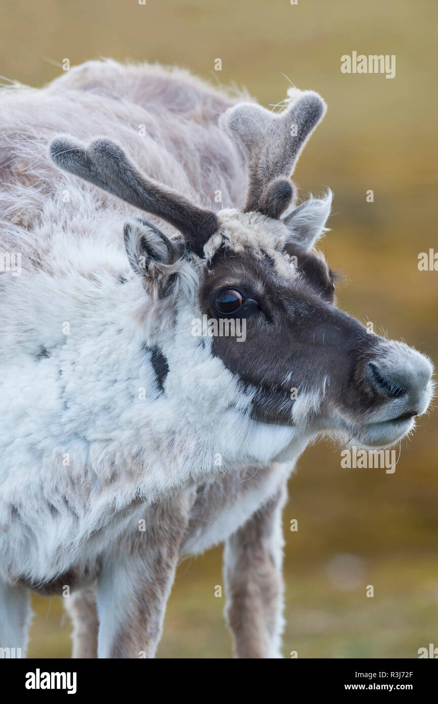 Svalbard Reindeer (Rangifer tarandus platyrhynchus) in the tundra ...