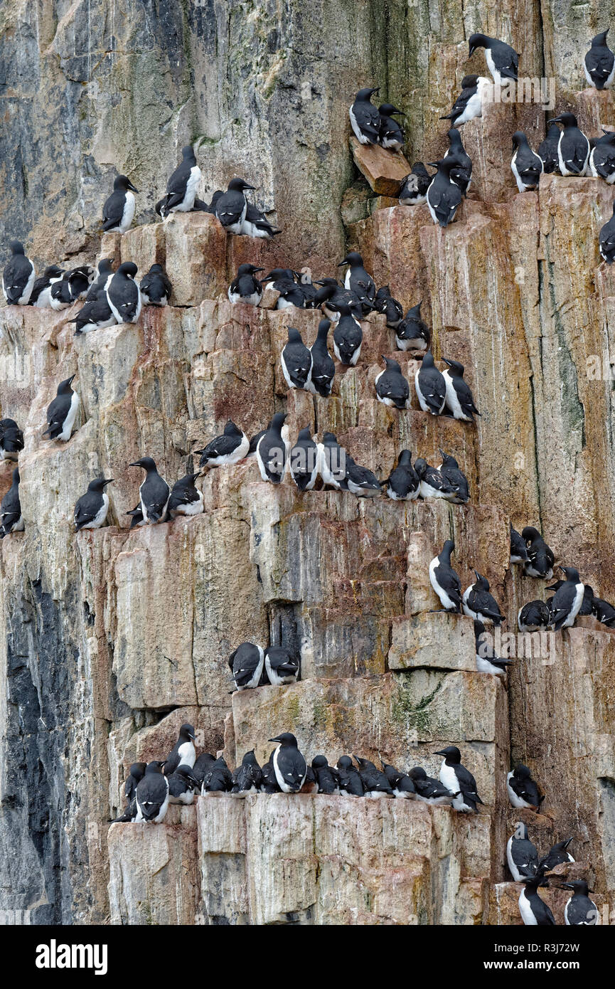 Thick-billed Murres (Uria lomvia), colony, Alkefjellet bird cliff ...