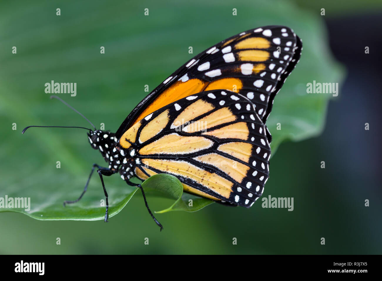 Monarchfalter High Resolution Stock Photography and Images - Alamy