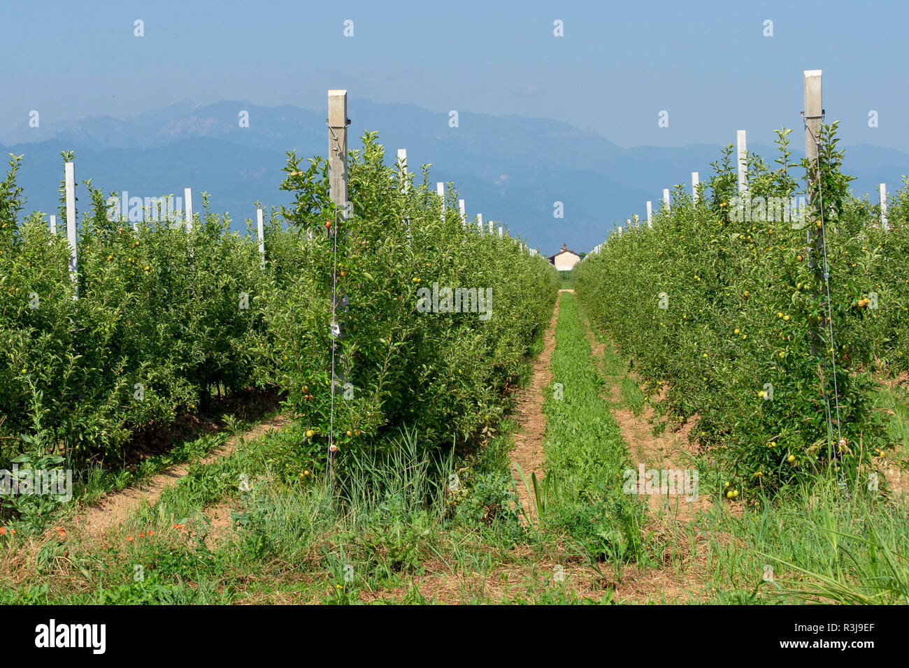 Cuneo, Piedmont, Italy: plants of apples at summer with mountains in ...