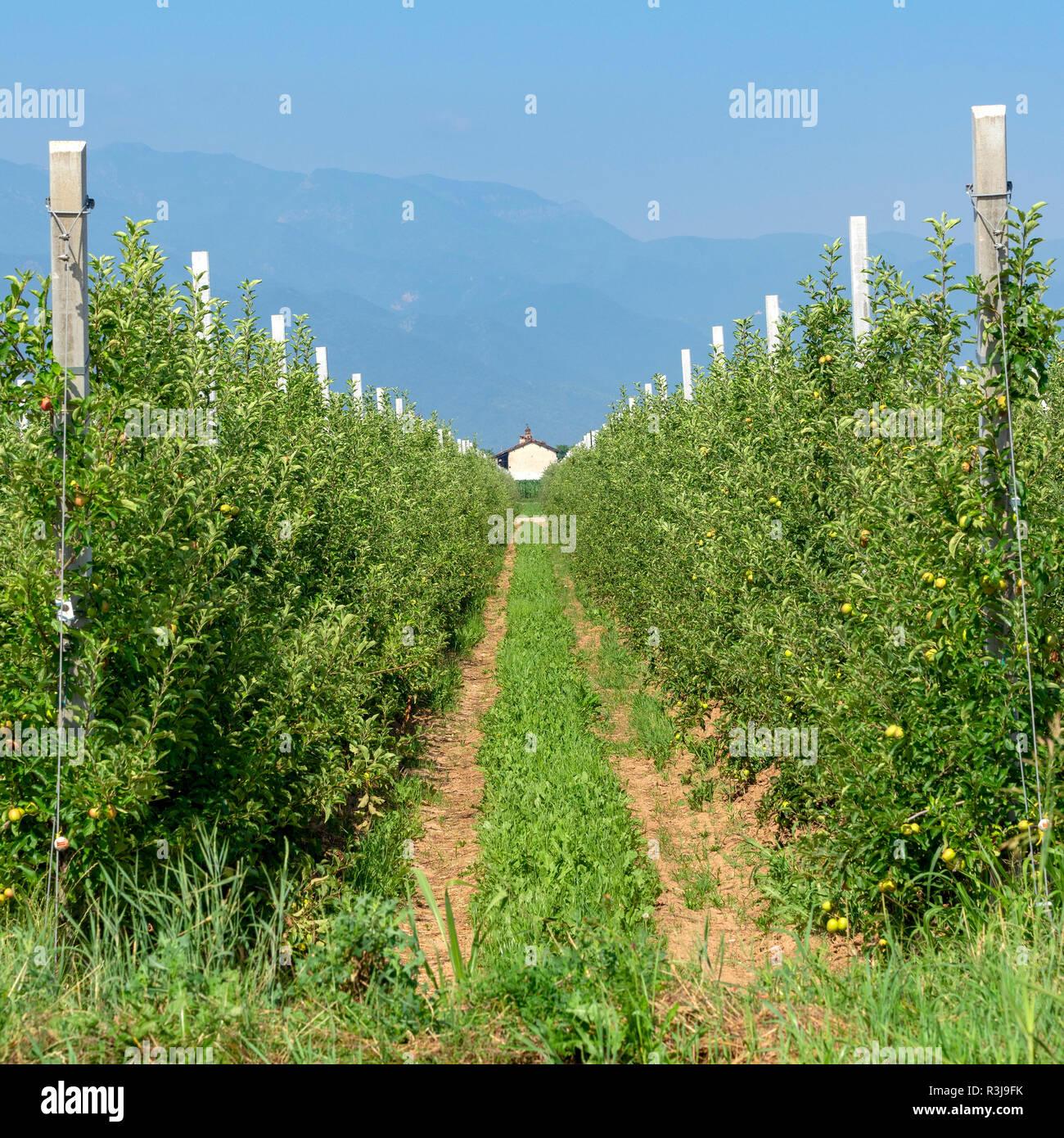 Cuneo, Piedmont, Italy: plants of apples at summer with mountains in ...