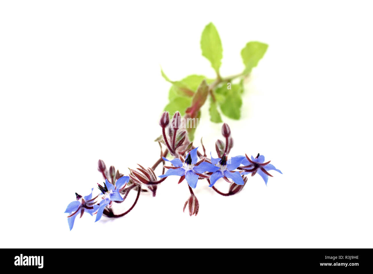 Healing garden Cut Out Stock Images & Pictures - Alamy