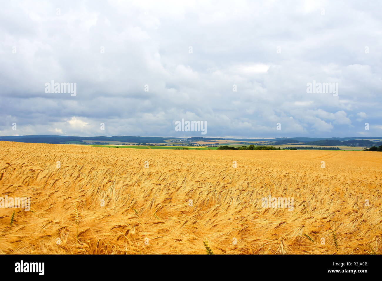 Gerstenfelder Stock Photos & Gerstenfelder Stock Images - Alamy