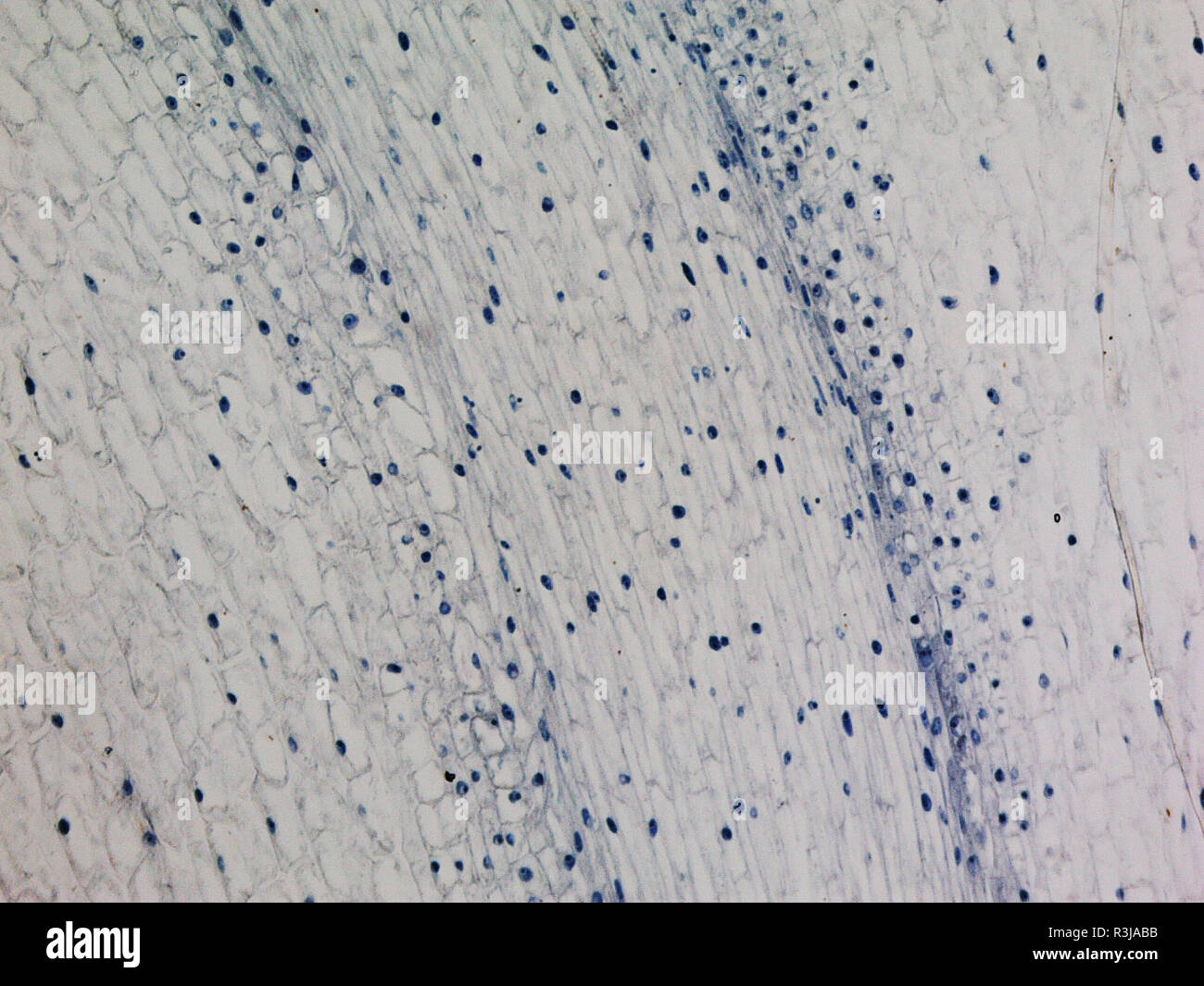 Plant root cross section microscope hi-res stock photography and images ...