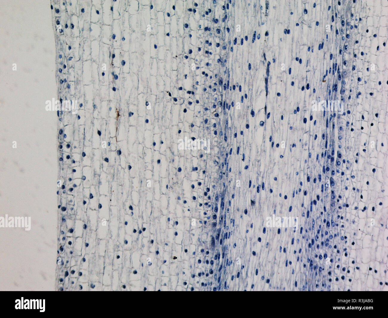 Plant root cross section microscope hi-res stock photography and images ...