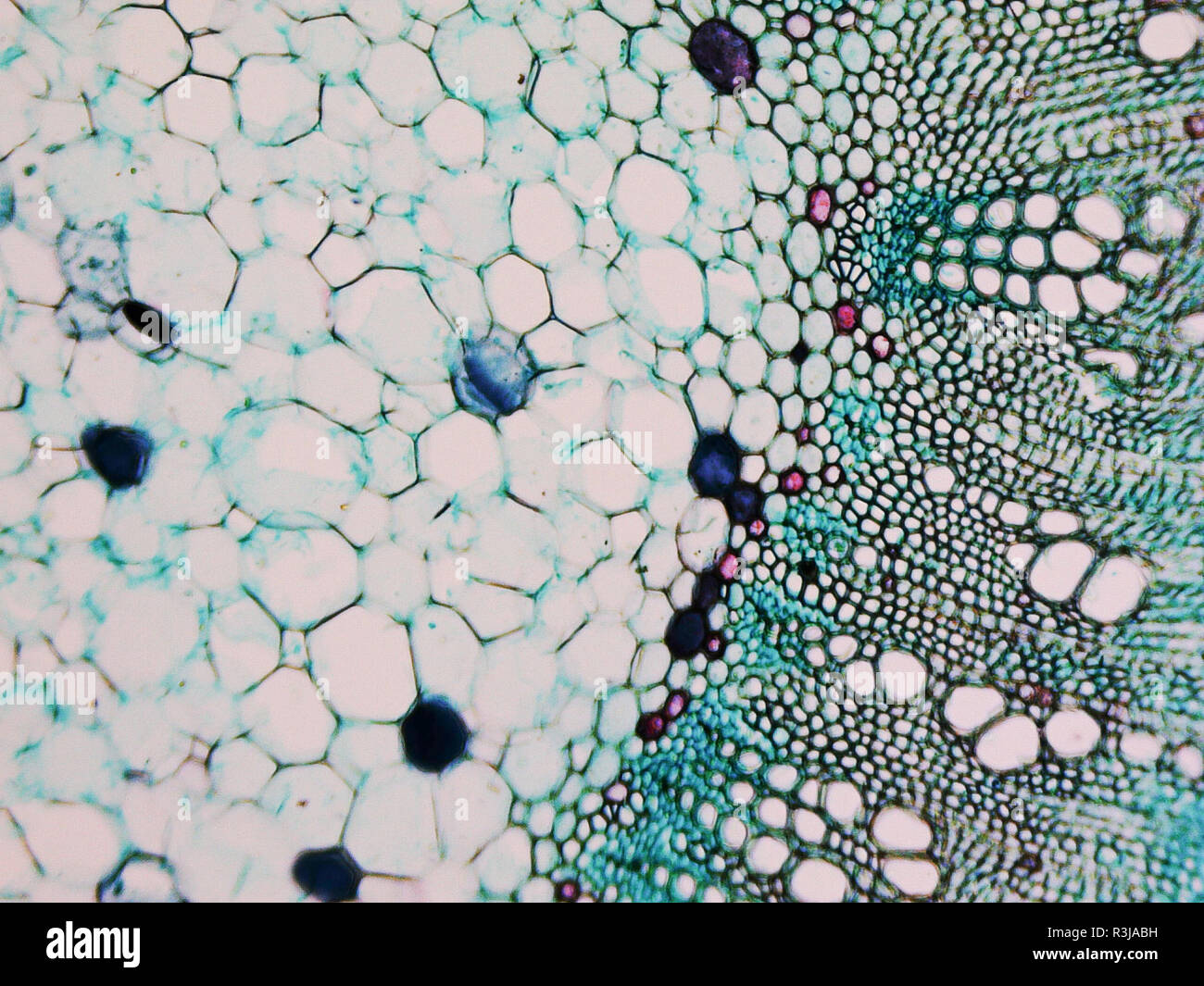 Cotton stem microscope hi-res stock photography and images - Alamy