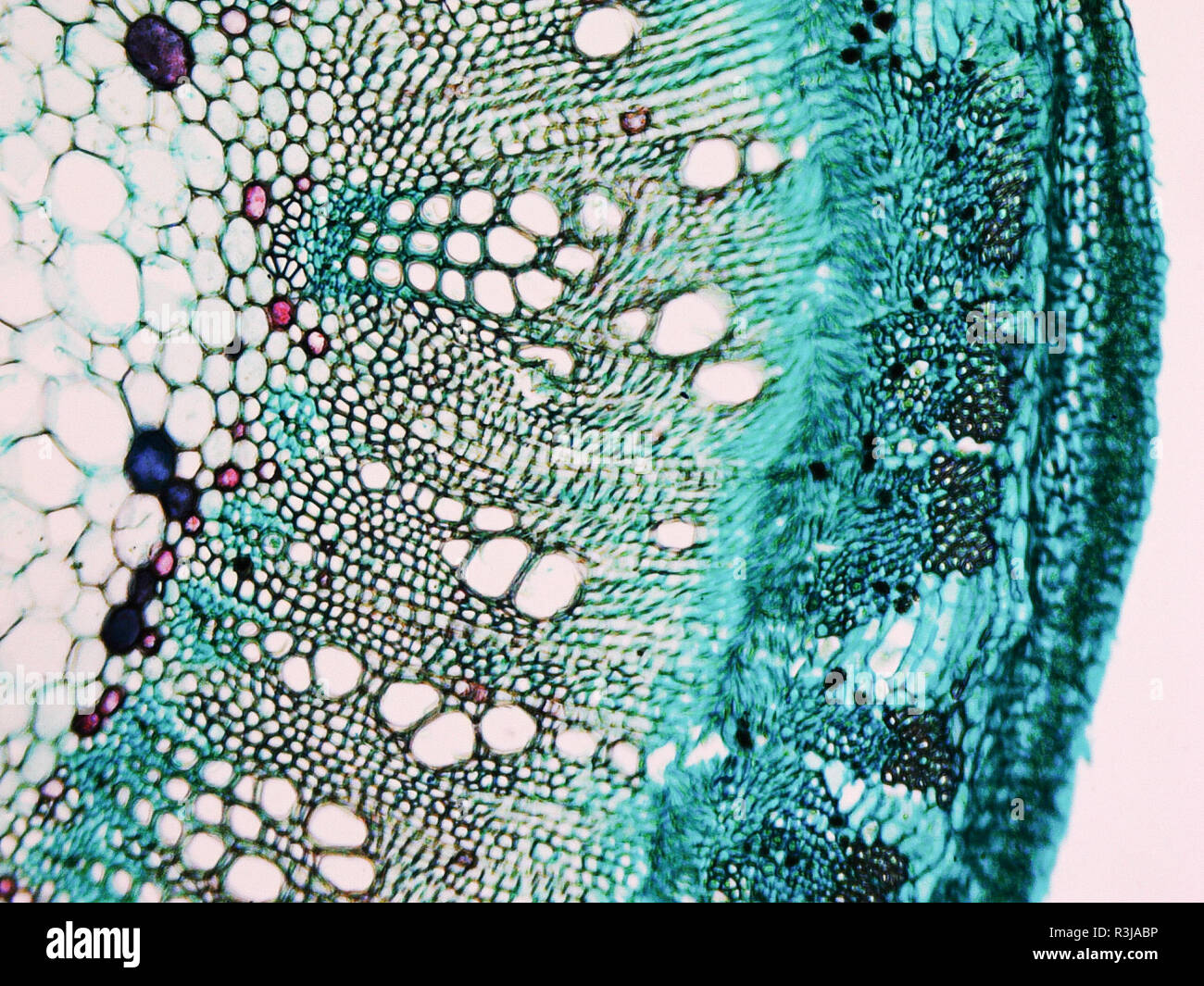 Light Microscope Cross Section Stem High Resolution Stock Photography ...