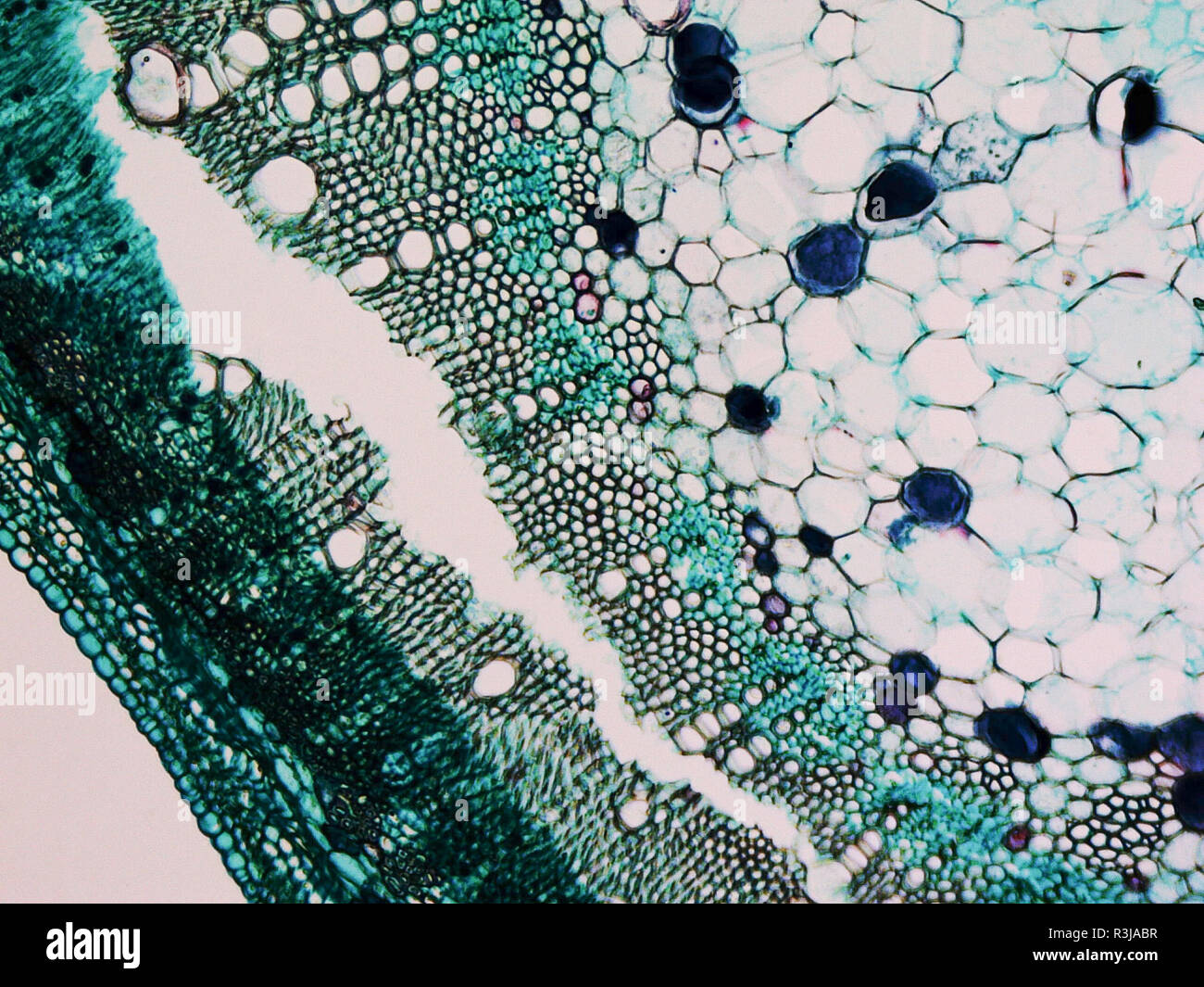 Cotton stem microscope hi-res stock photography and images - Alamy