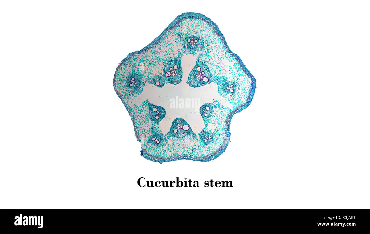 Cucurbita stem cross section hi-res stock photography and images - Alamy