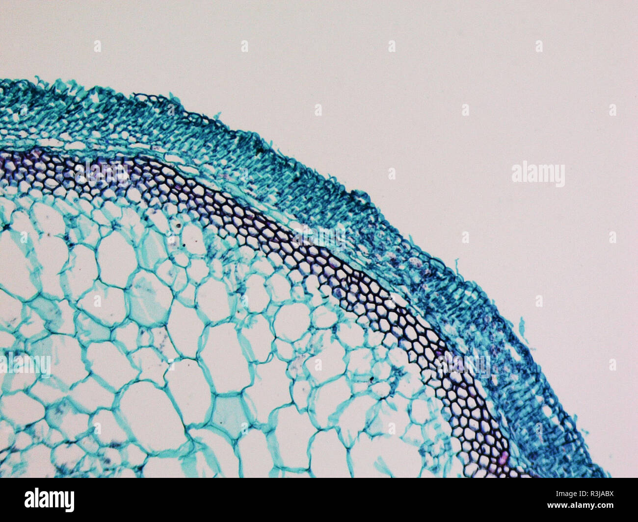 Cucurbita Stem Cross Section High Resolution Stock Photography and ...