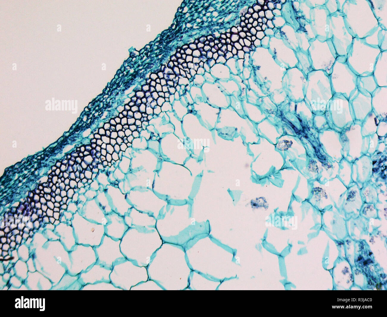 Cross section stem cucurbita hi-res stock photography and images - Alamy