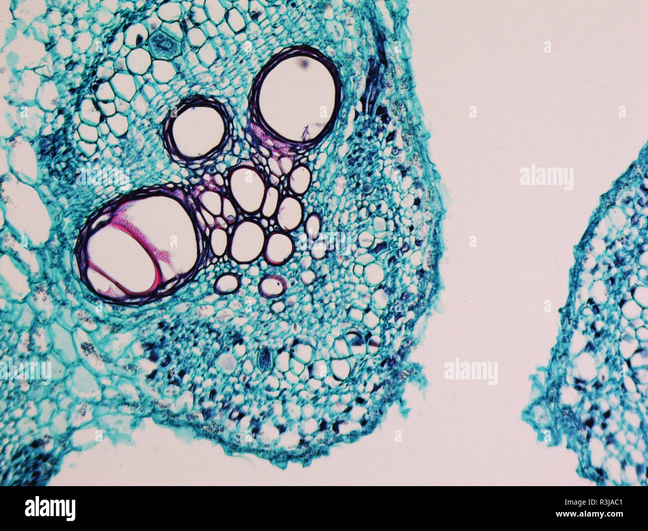 Light microscope cross section stem hi-res stock photography and images ...