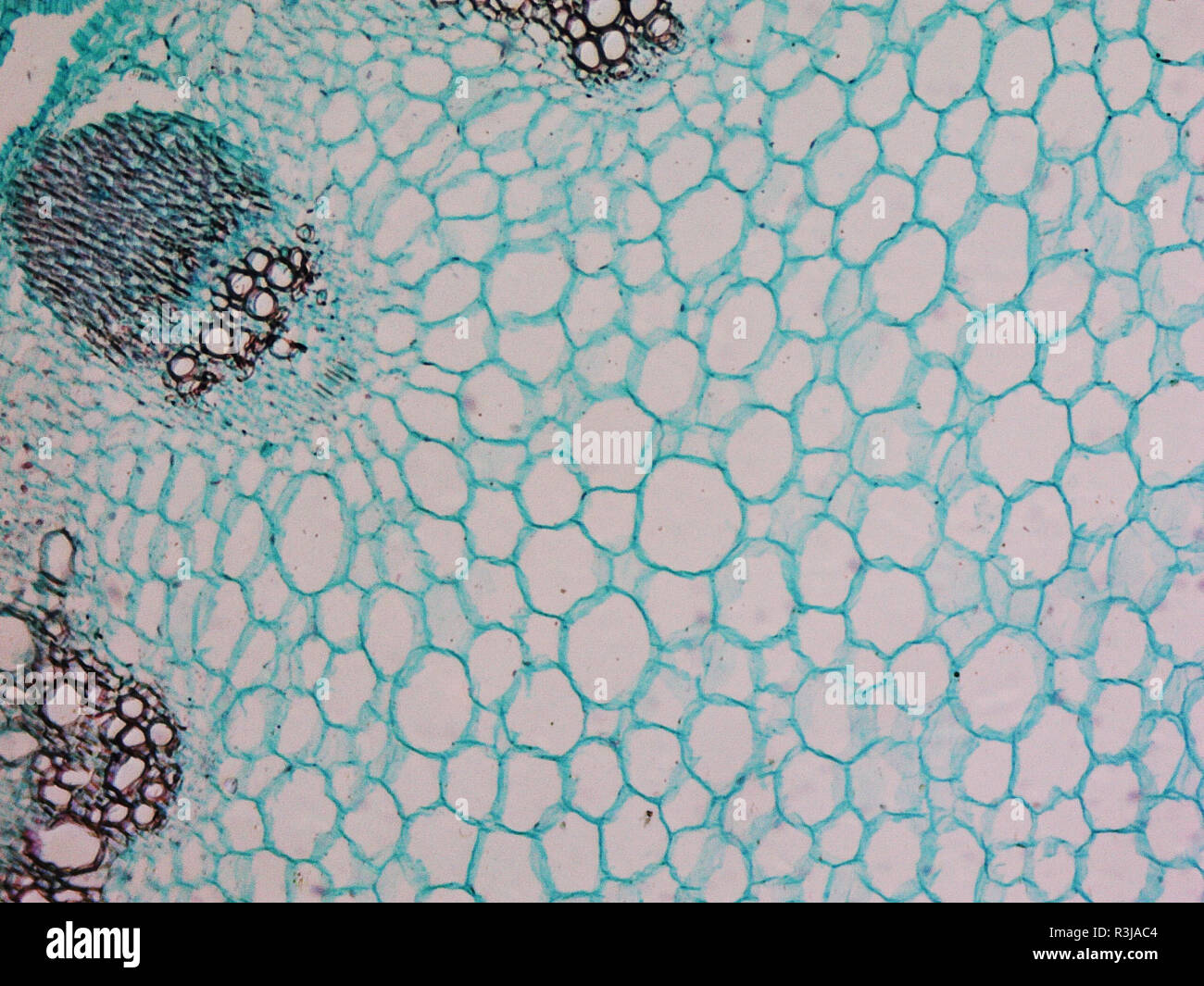 Light photomicrograph stem cross section hi-res stock photography and ...