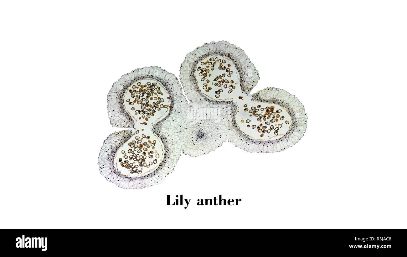 Lily cross section Cut Out Stock Images & Pictures - Alamy