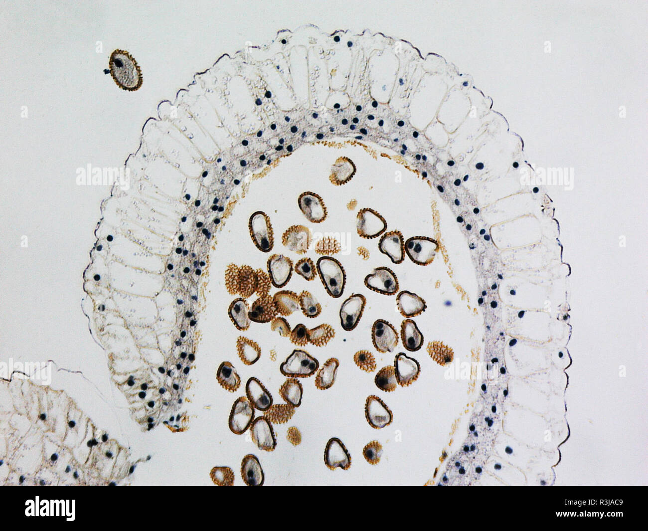 Lily anther cells hi-res stock photography and images - Alamy