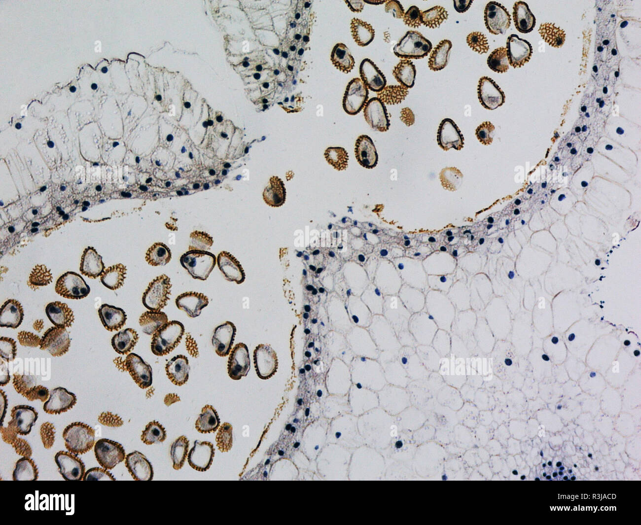 Lily anther cells hi-res stock photography and images - Alamy