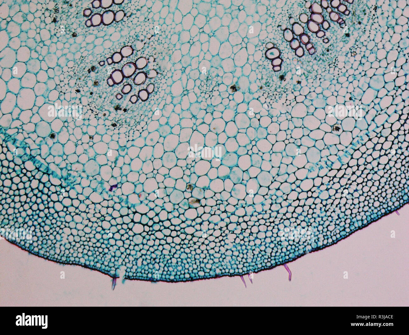 Plant cell micrograph hi-res stock photography and images - Alamy