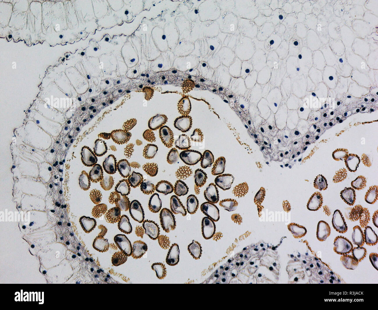 Lily anther cells hi-res stock photography and images - Alamy