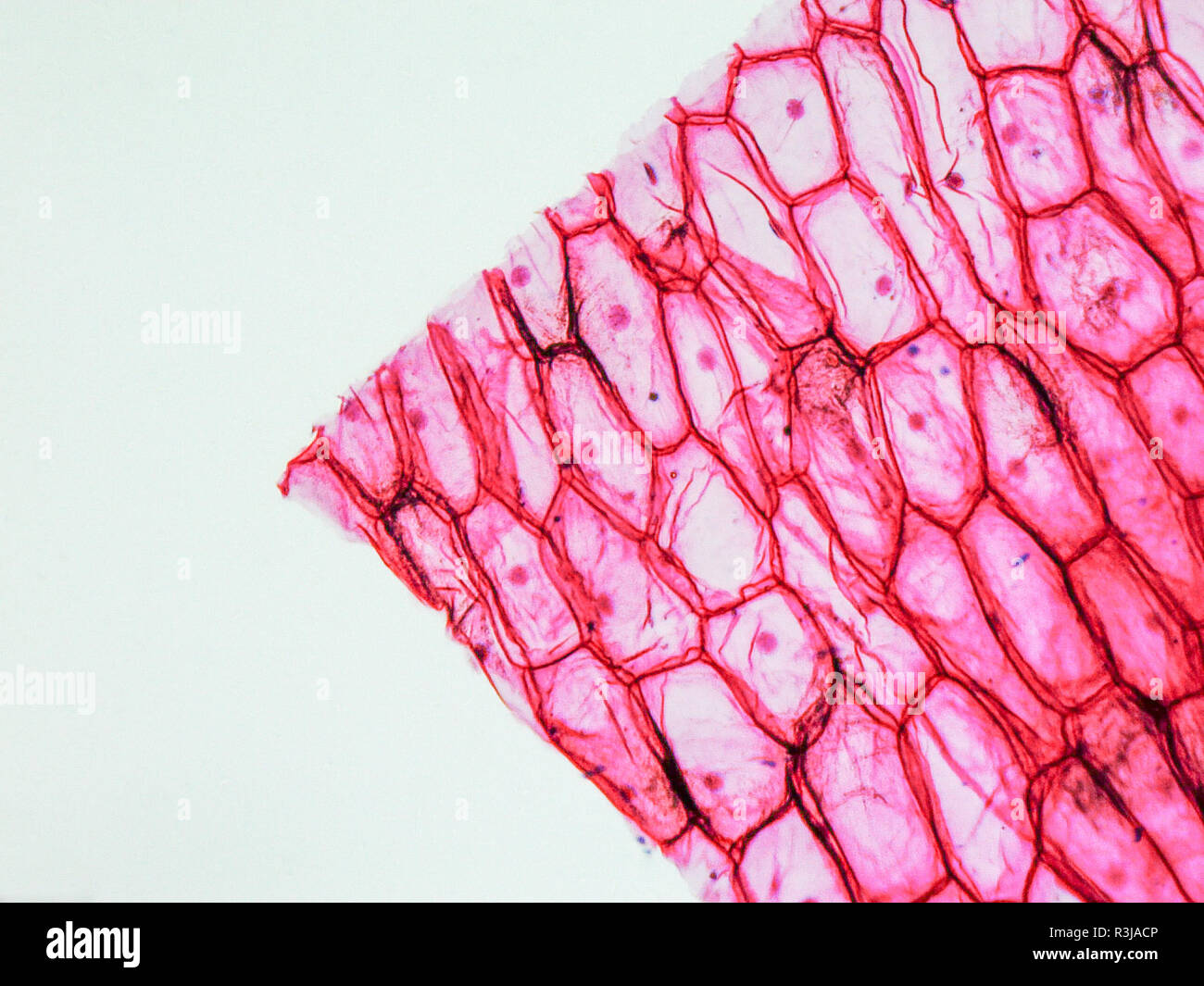 Onion cell micrograph hi-res stock photography and images - Alamy