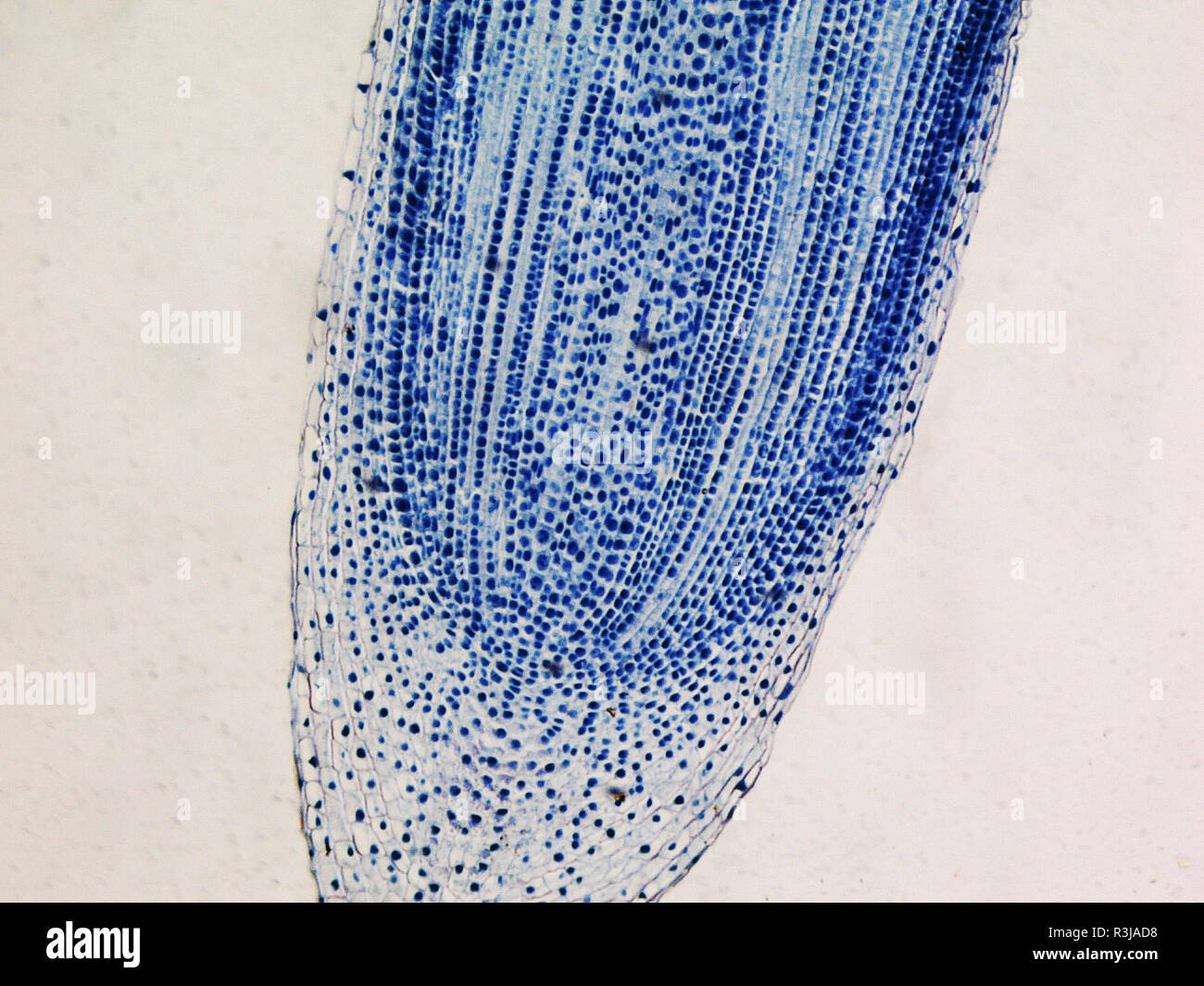 Onion root tip hi-res stock photography and images - Alamy