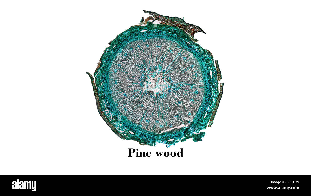 Wood cross section micrograph hi-res stock photography and images - Alamy