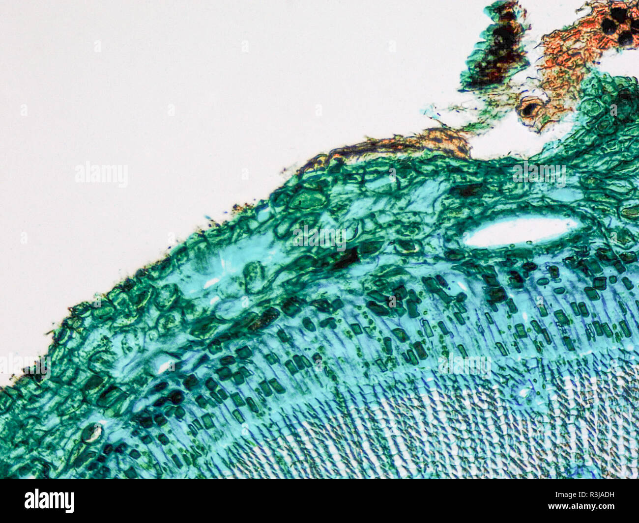 Cross section tree cell hi-res stock photography and images - Alamy