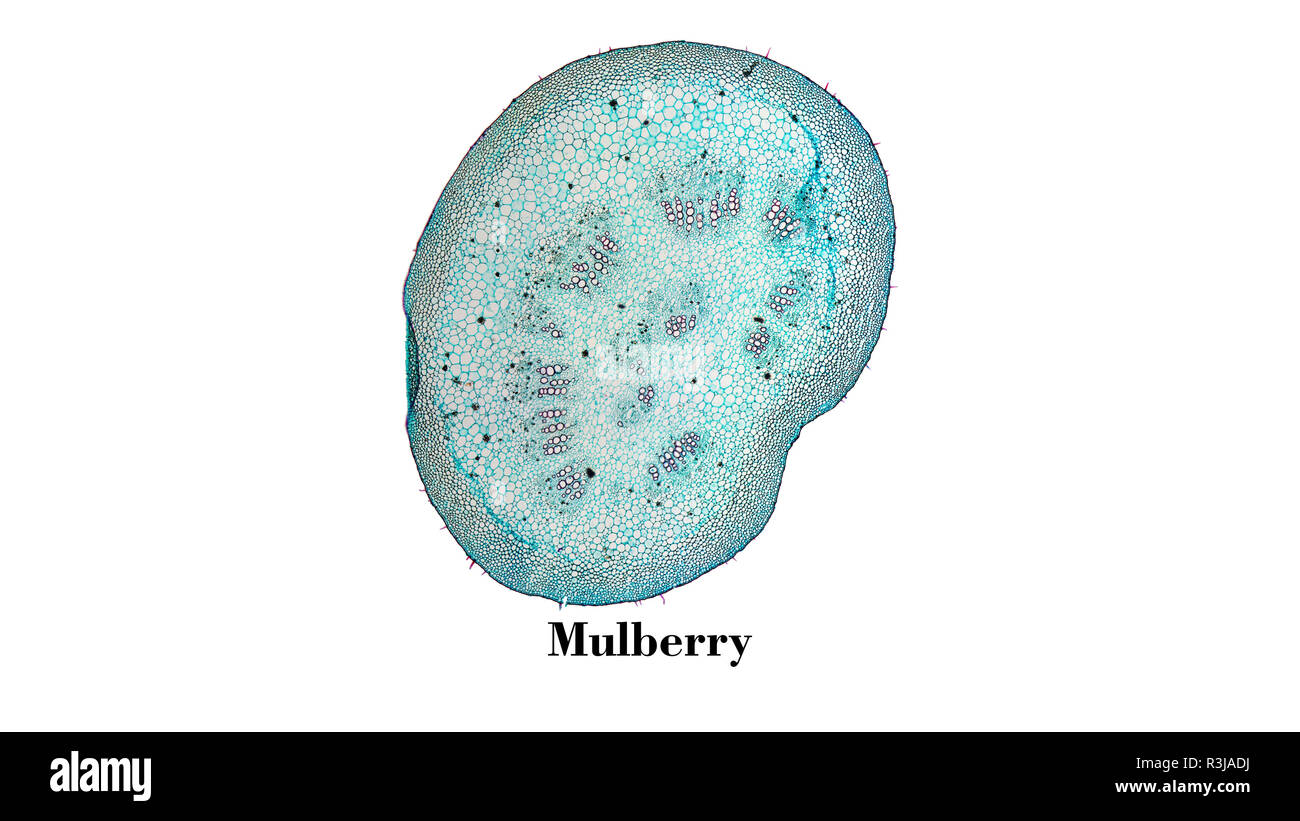 Micrograph of plant cell Cut Out Stock Images & Pictures - Alamy