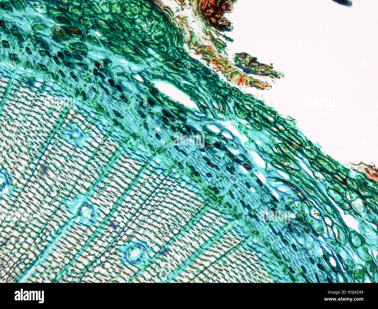 Cross section tree cell hi-res stock photography and images - Alamy