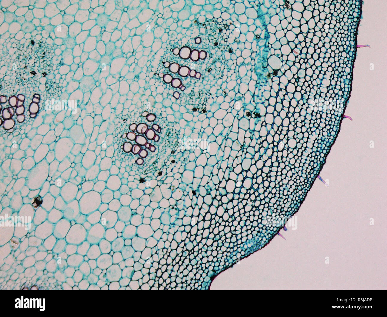Science Plant Cell Micrograph High Resolution Stock Photography and ...
