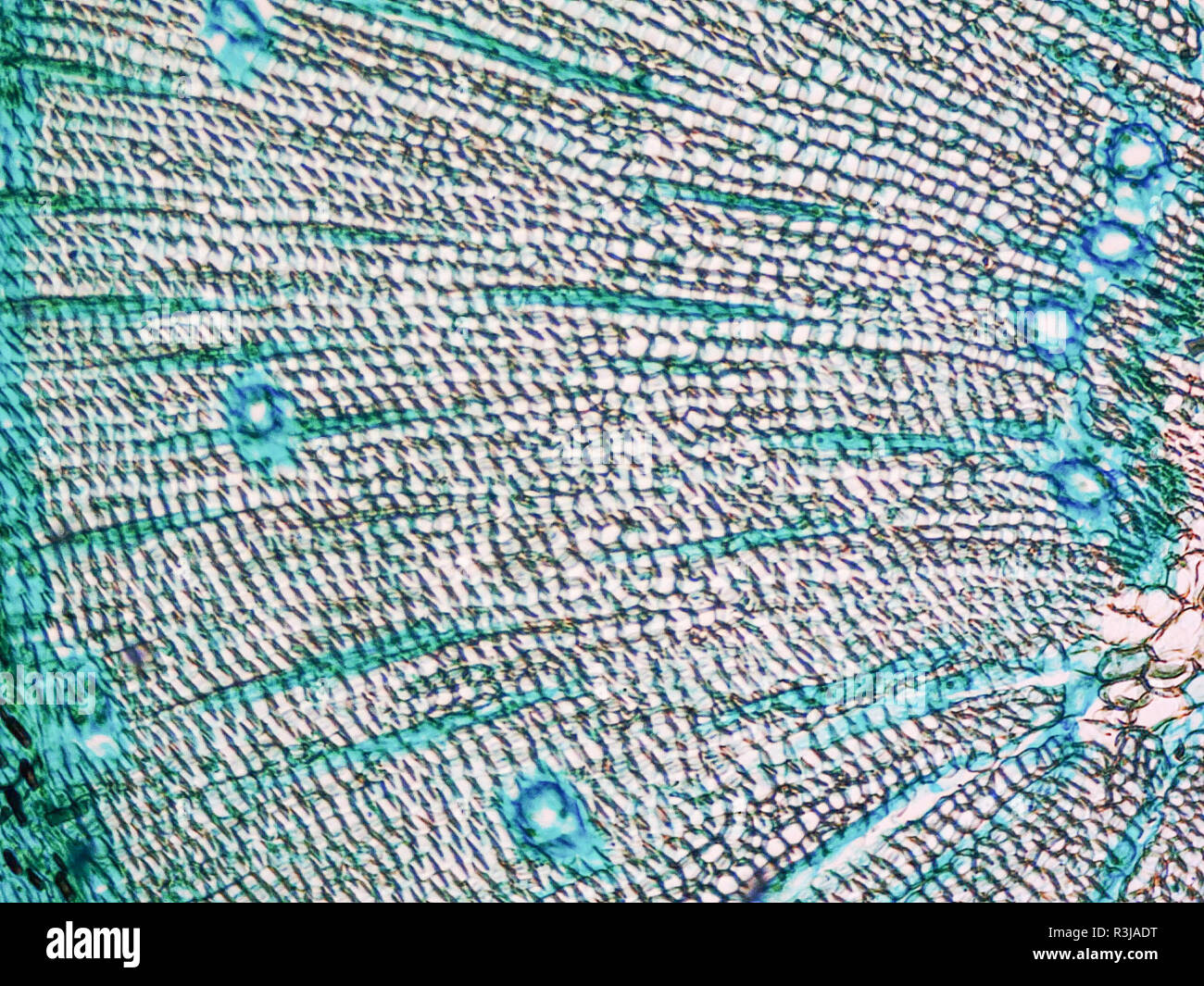 Cross section tree cell hi-res stock photography and images - Alamy