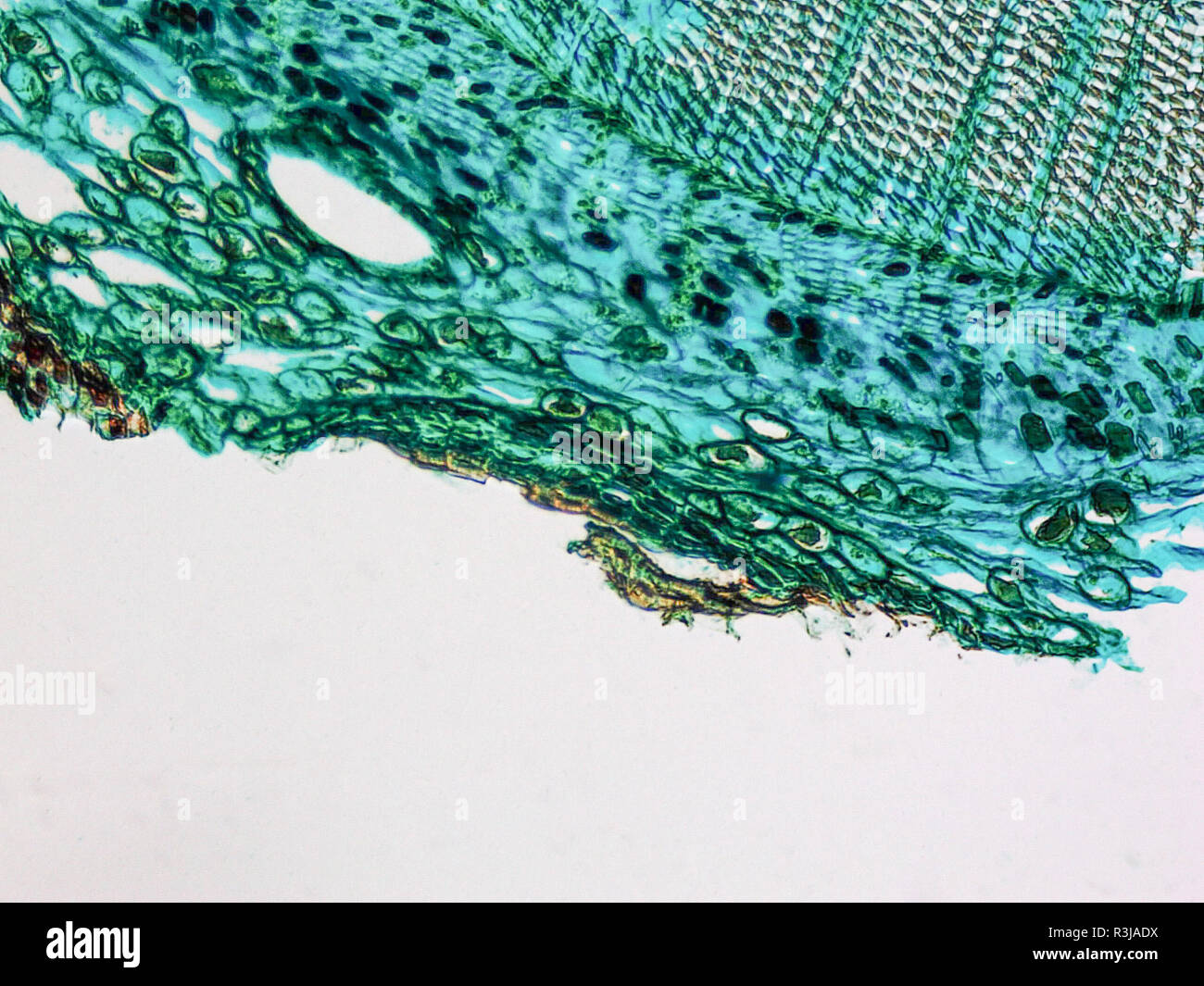 Cross section tree cell hi-res stock photography and images - Alamy