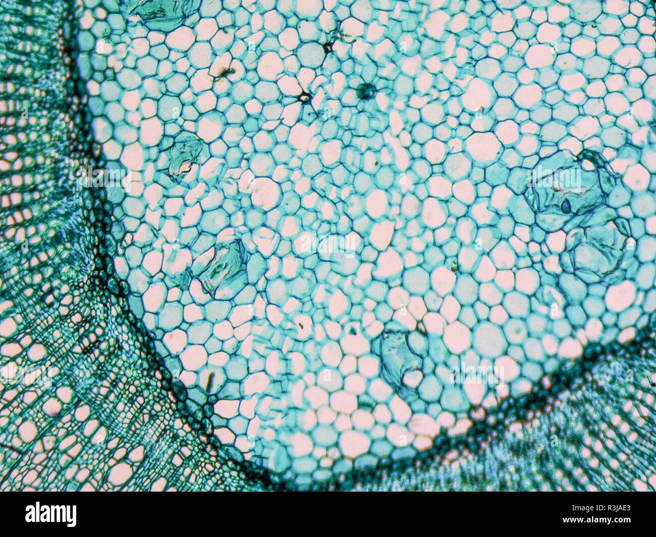 Pith cell hi-res stock photography and images - Alamy