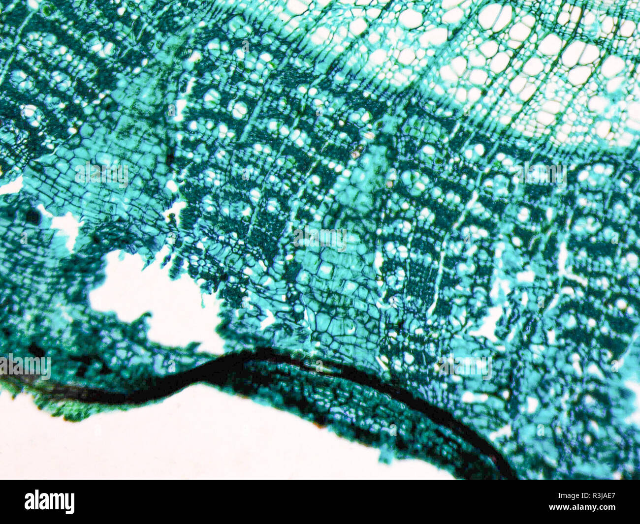 Pith cell hi-res stock photography and images - Alamy