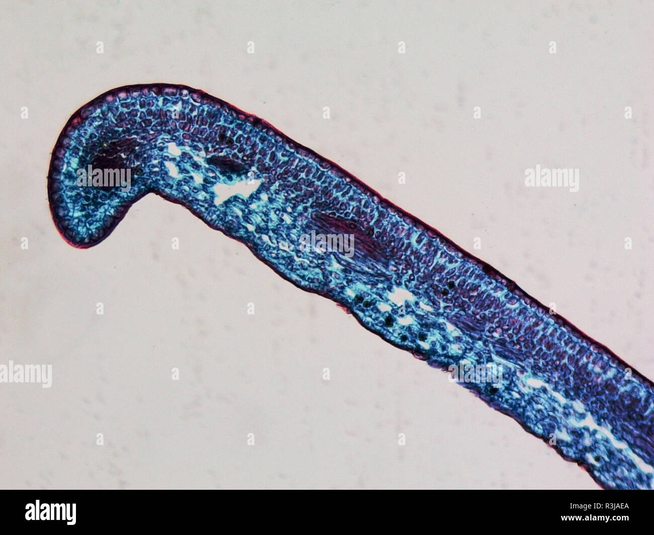 Cross section leaf microscope hi-res stock photography and images - Alamy