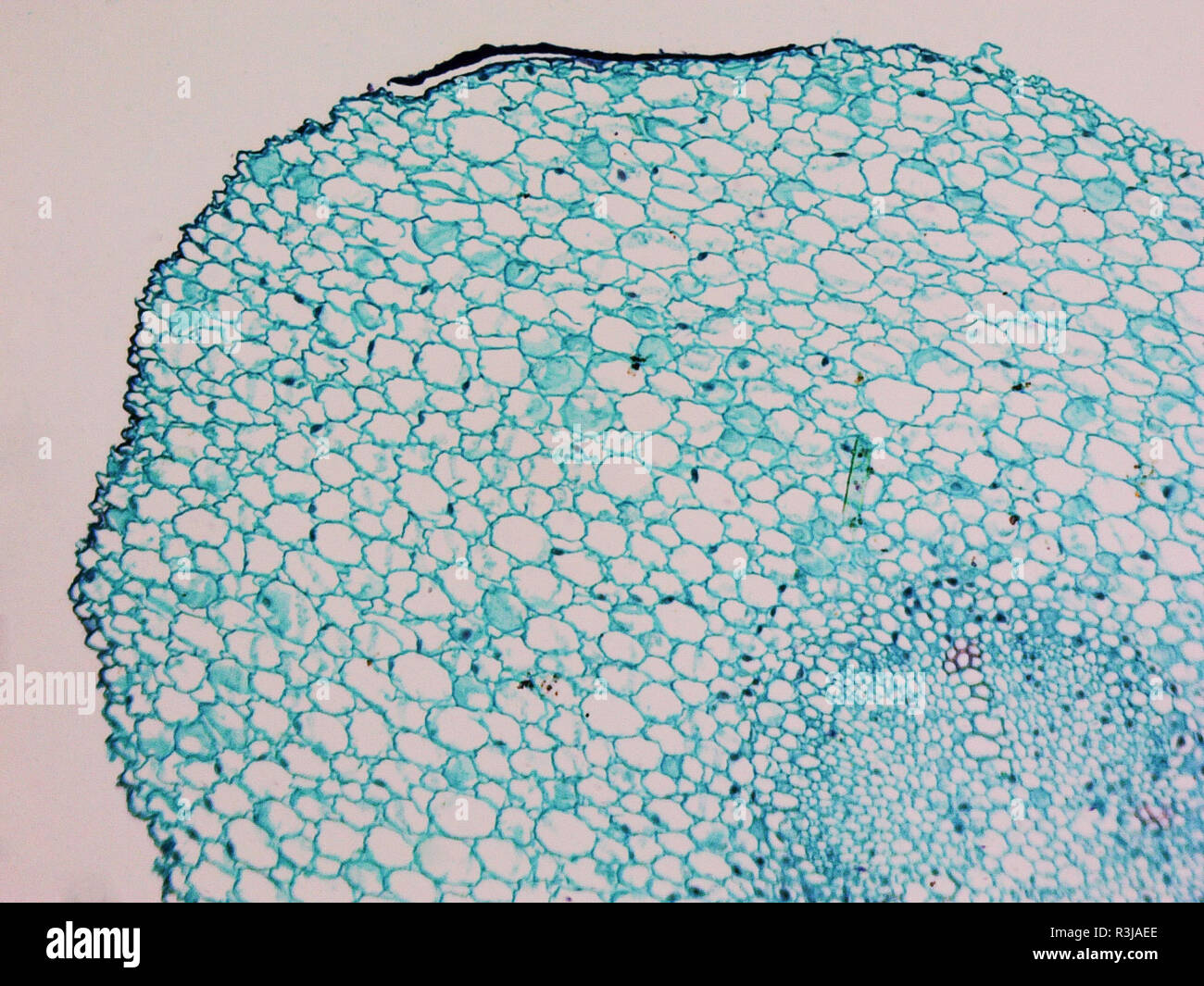 Plant root cross section microscope hi-res stock photography and images ...