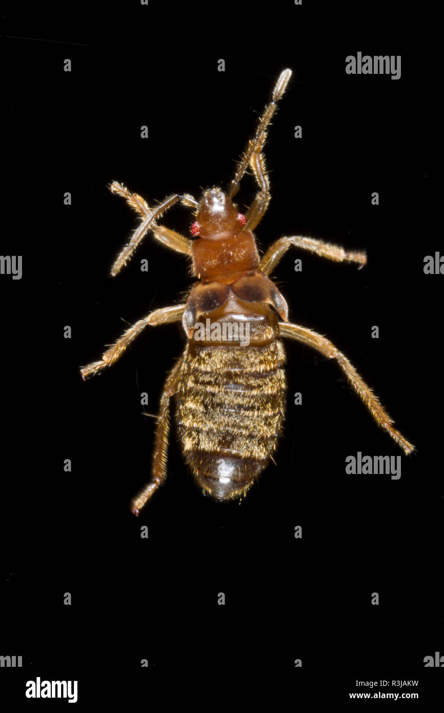 Marine bug Aepophilus bonnairei Stock Photo - Alamy