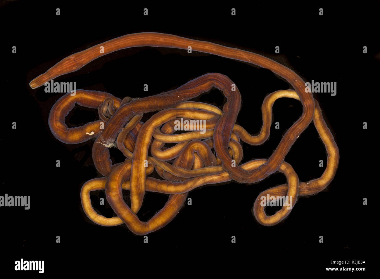 Bootlace worm hi-res stock photography and images - Alamy