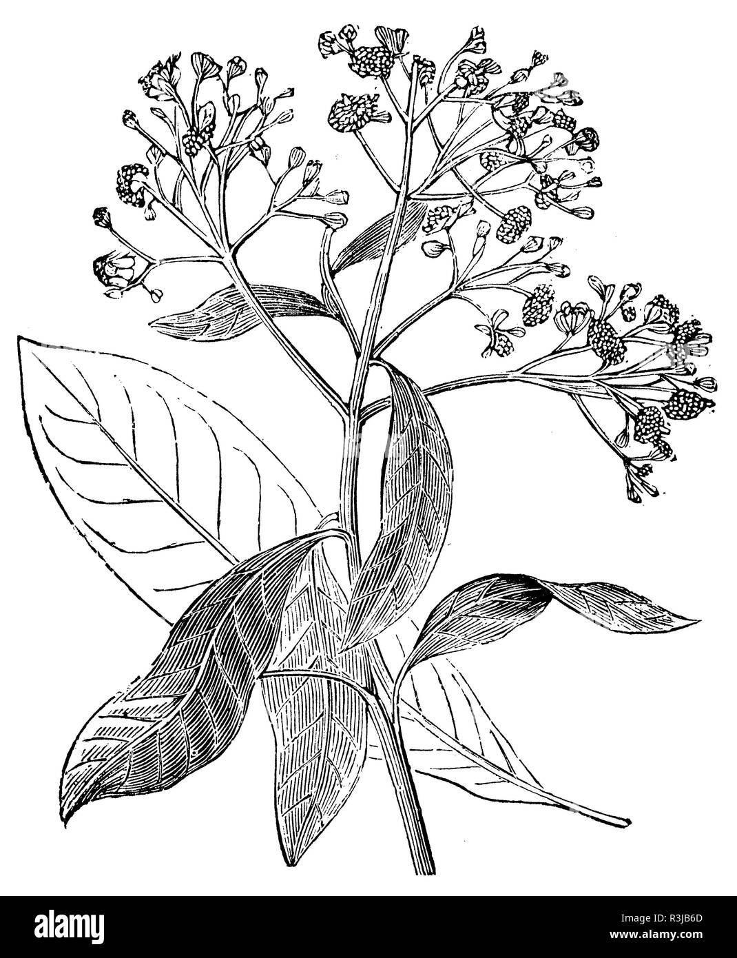 Allspice, also called pimenta, Jamaica pimenta, or myrtle pepper ...