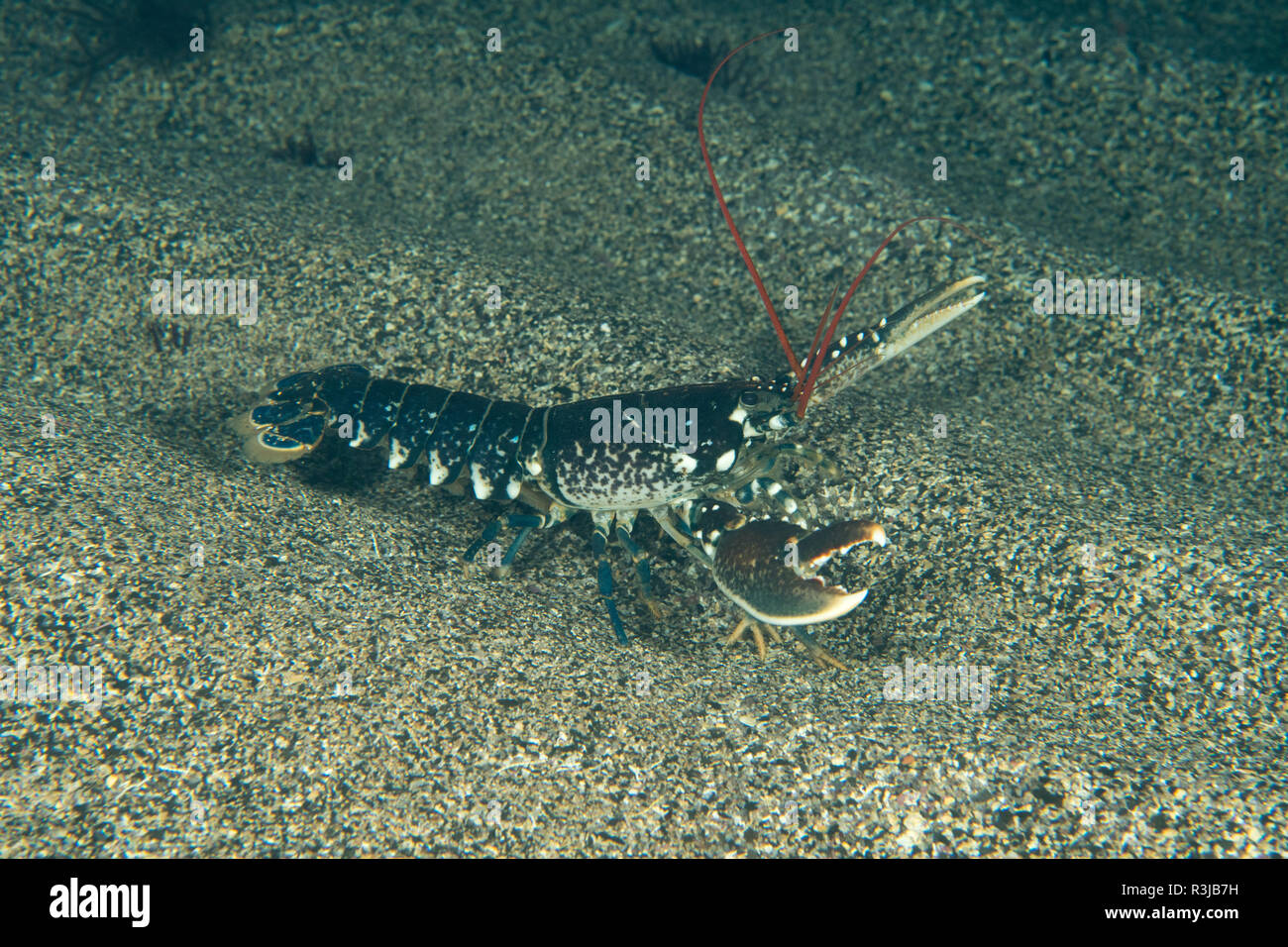 Common Lobster , Homarus vulgaris Stock Photo - Alamy