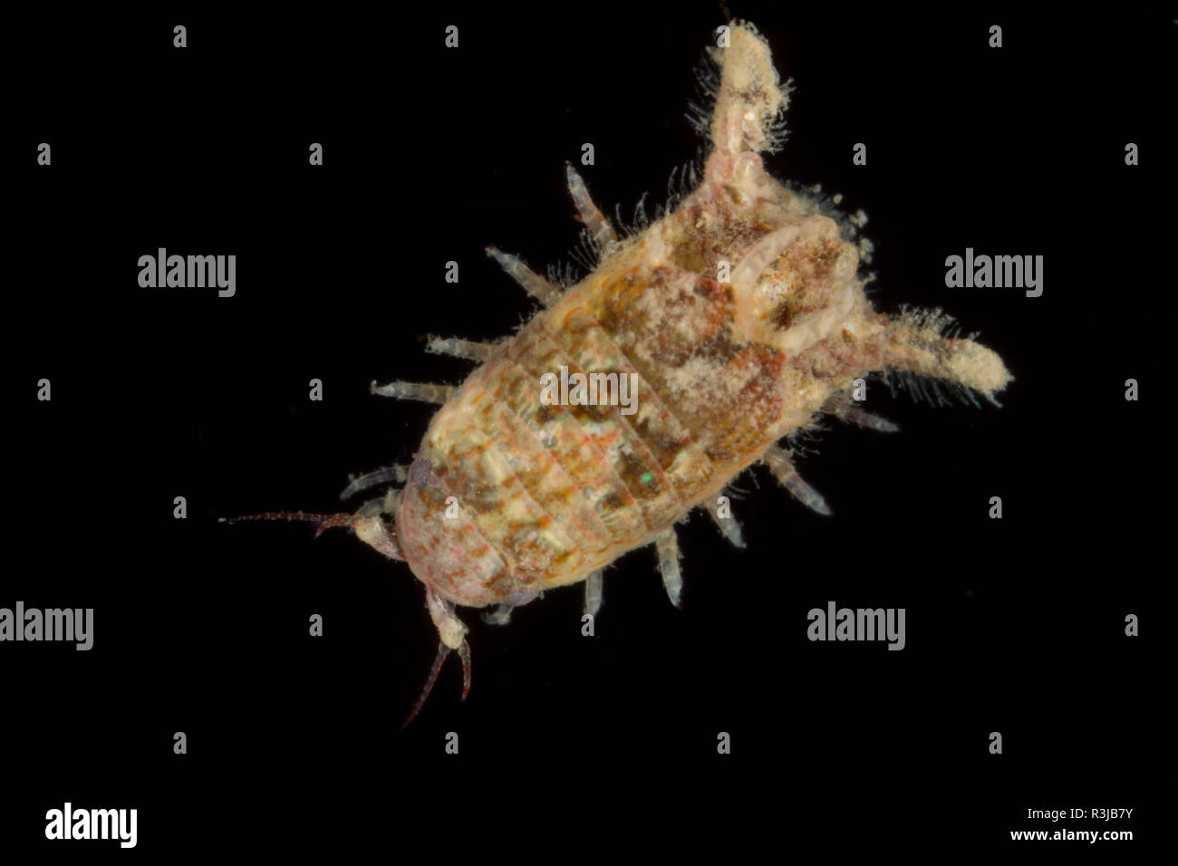 Marine Isopod Dynamene bidentata Stock Photo - Alamy
