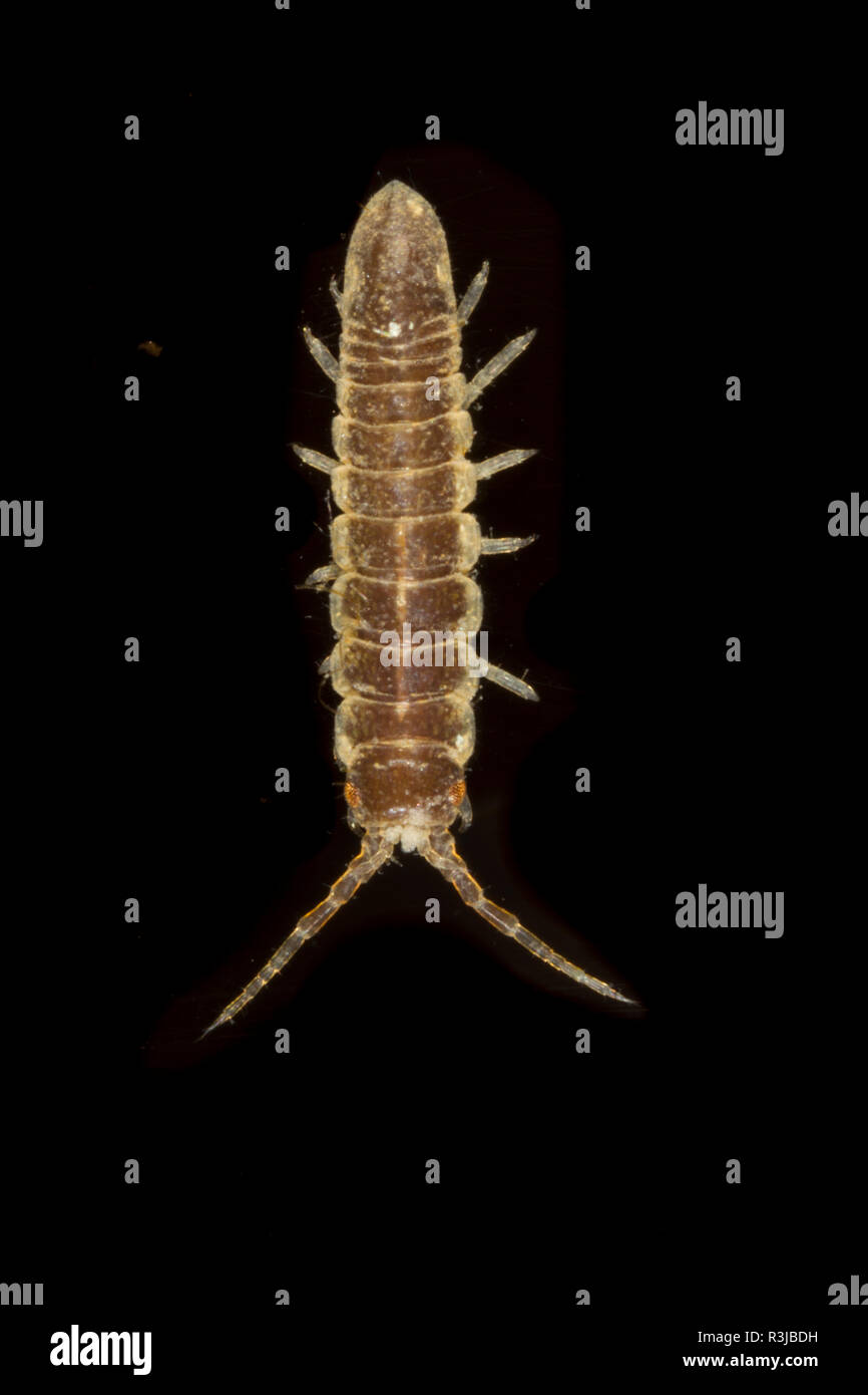 Idotea hi-res stock photography and images - Alamy