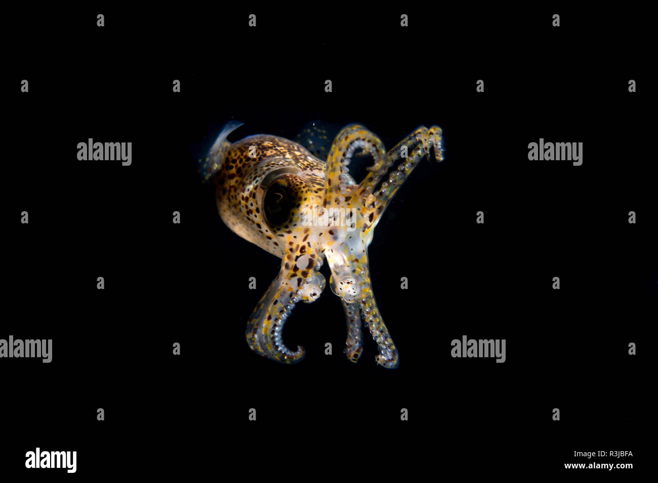 Little Cuttlefish Sepiola atlantica Stock Photo - Alamy