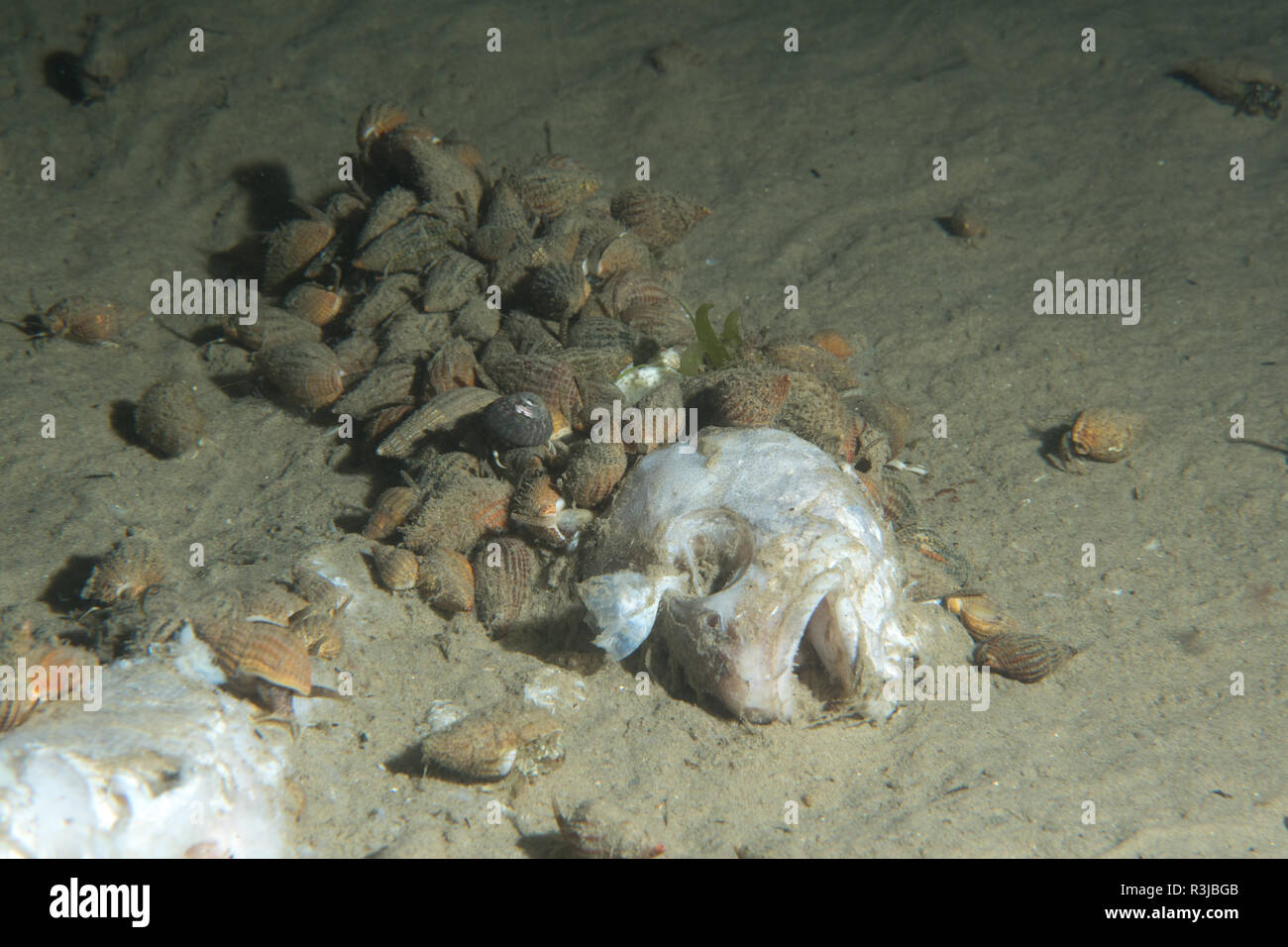 Netted dog whelks Hinia reticulata Stock Photo - Alamy